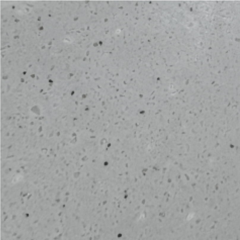 Solid Surfaces